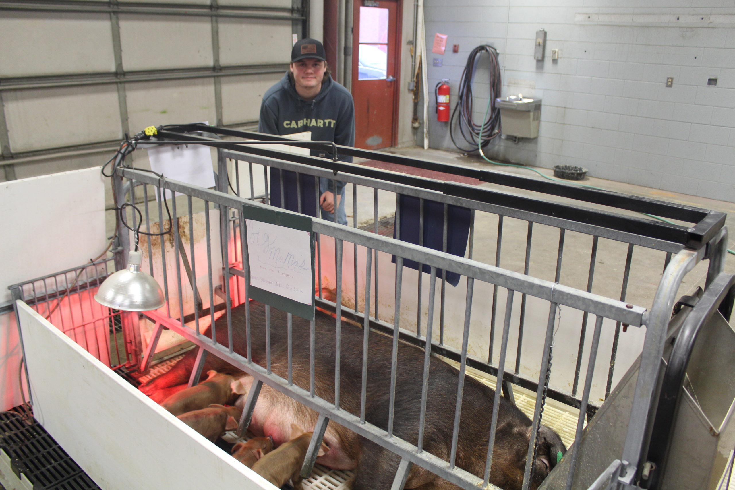 Le Mars FFA Chapter Uses Live Animals For Studies - KLEM 1410