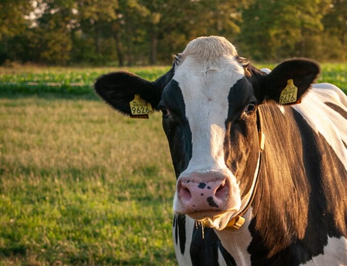 Iowa Dairy Update - KLEM 1410